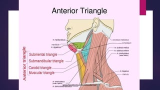 Anatomy of submental and submandibular triangles | PPT