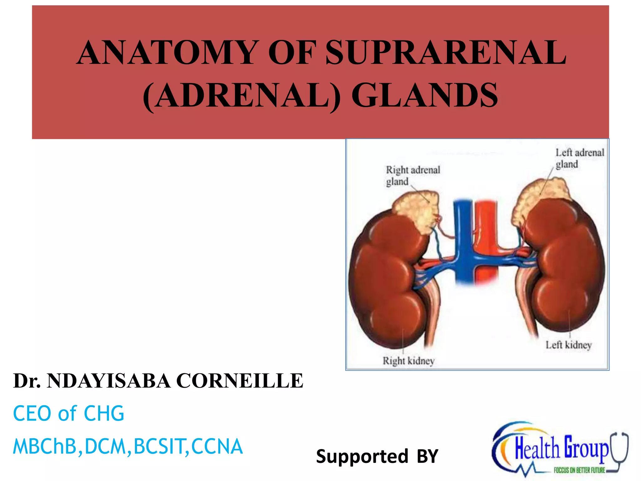 Anatomy of Suprarenal (Adrenal) Glands.pptx