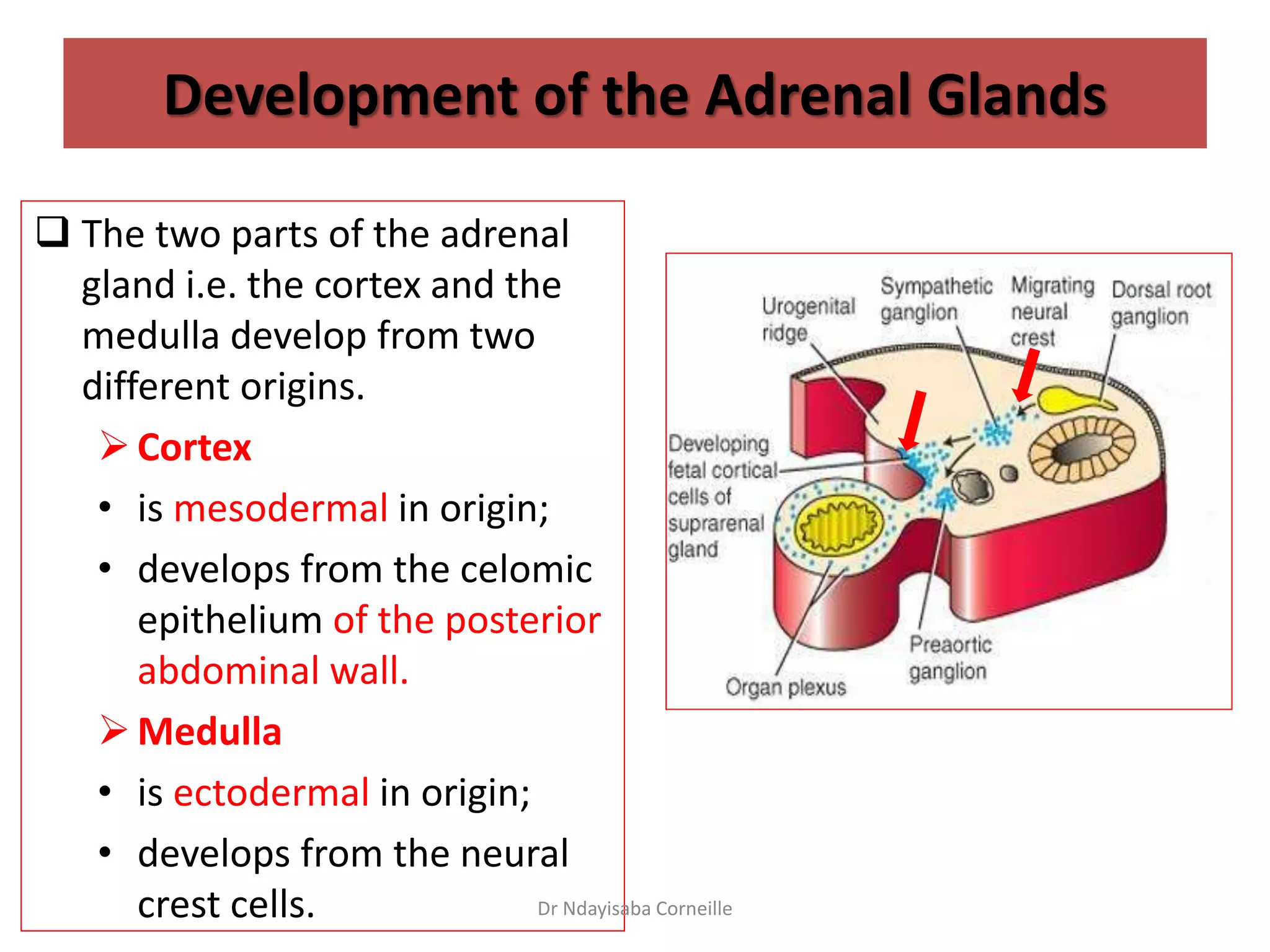Anatomy of Suprarenal (Adrenal) Glands.pptx