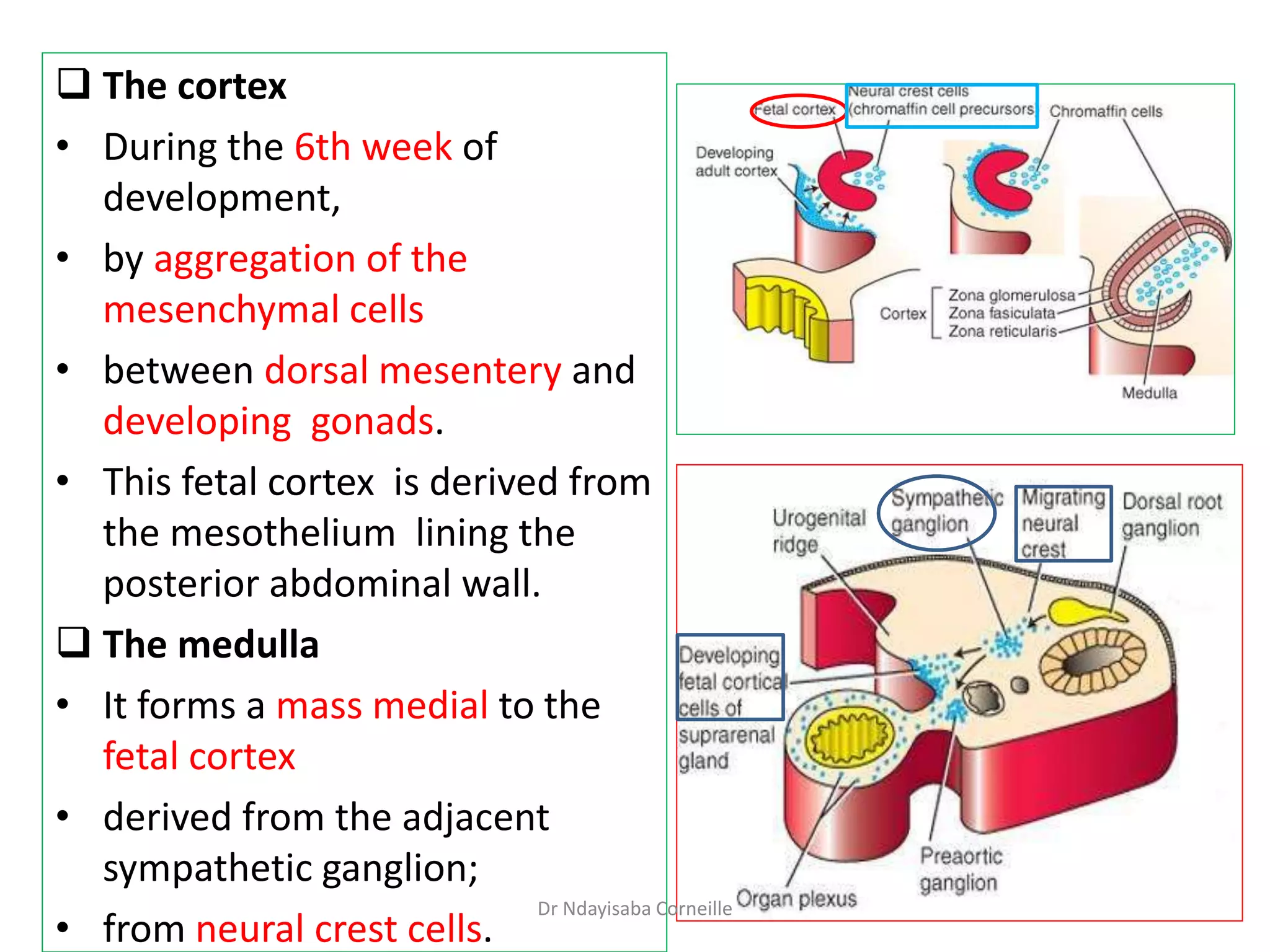 Anatomy of Suprarenal (Adrenal) Glands.pptx