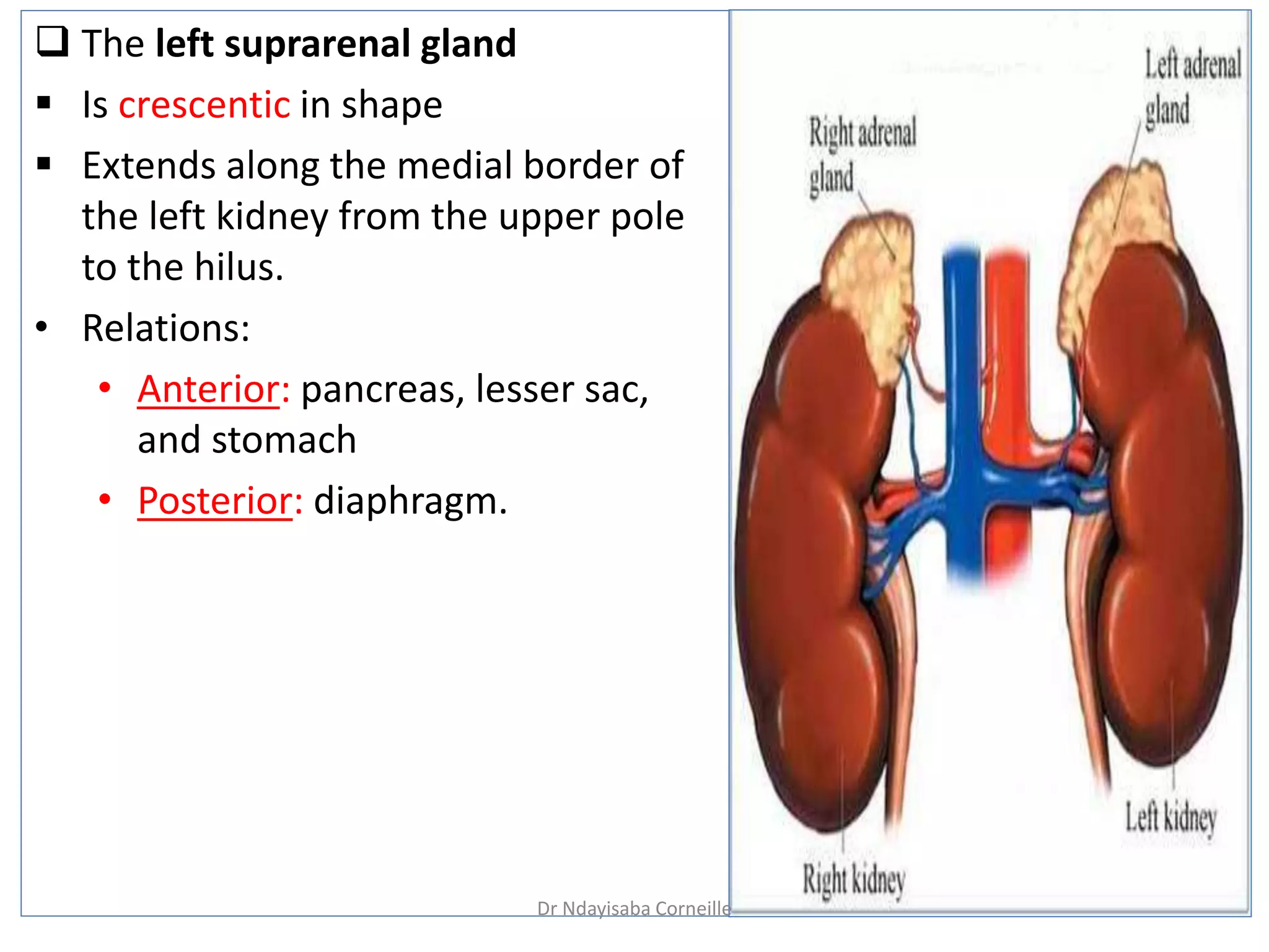 Anatomy of Suprarenal (Adrenal) Glands.pptx