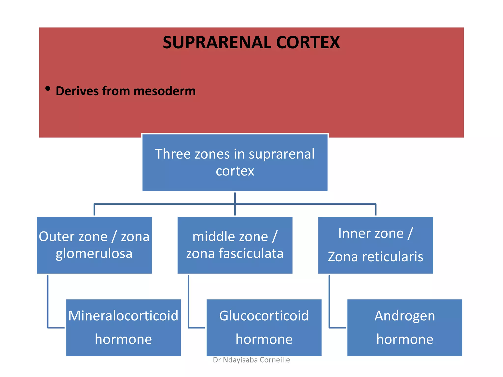 Anatomy of Suprarenal (Adrenal) Glands.pptx