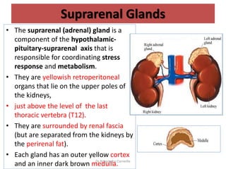 Anatomy of Suprarenal (Adrenal) Glands.pptx