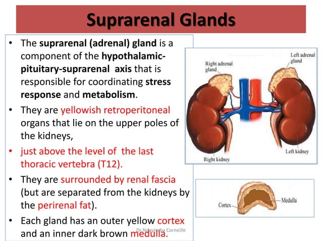 Anatomy of Suprarenal (Adrenal) Glands.pptx