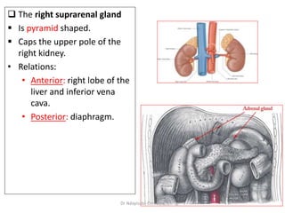 Anatomy of Suprarenal (Adrenal) Glands.pptx