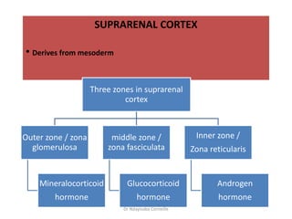 Anatomy of Suprarenal (Adrenal) Glands.pptx