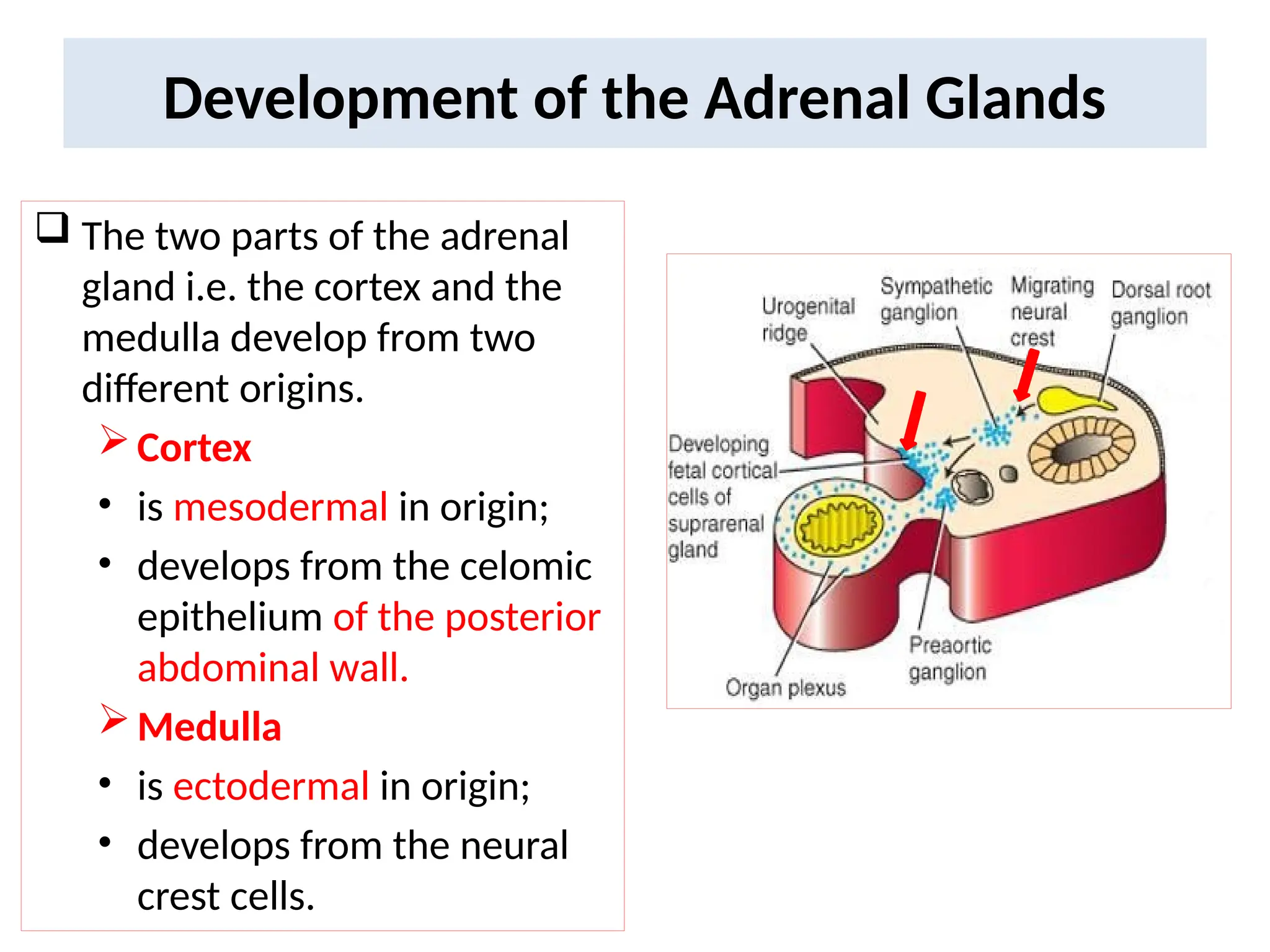 anatomy of supra renal adrenal glands.pptx