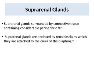 anatomy of supra renal adrenal glands.pptx