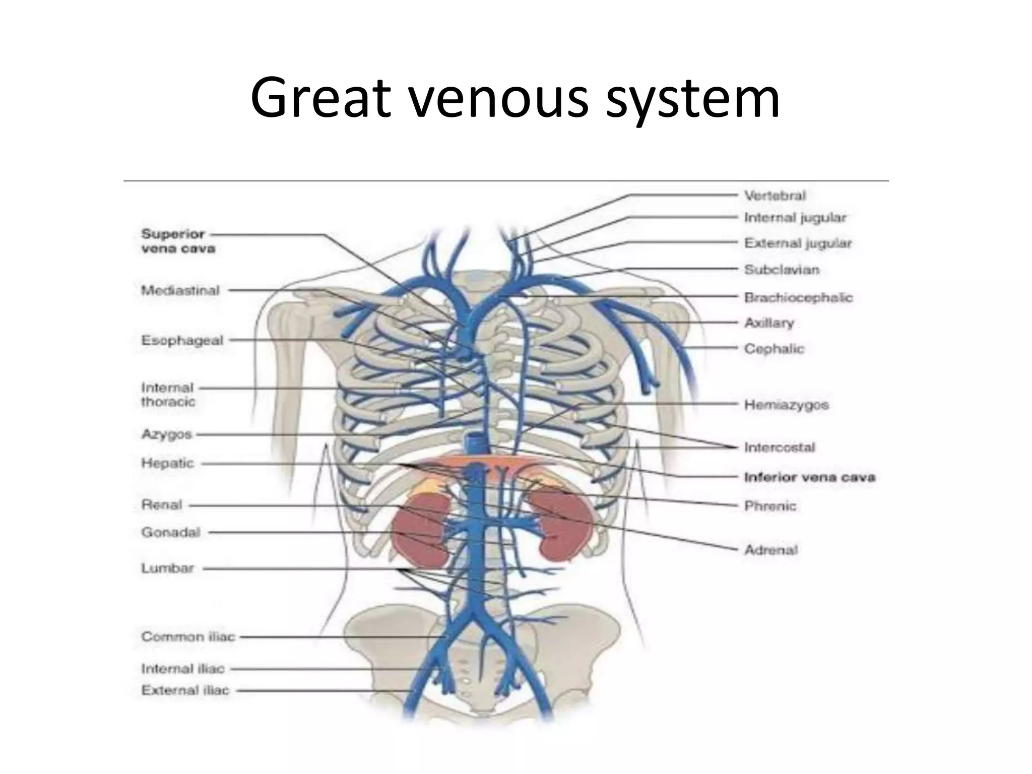 Development of great veins and surgical importance | PPSX