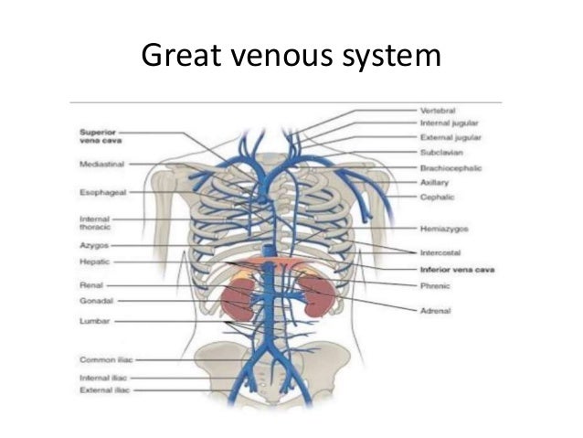 Development of great veins and surgical importance