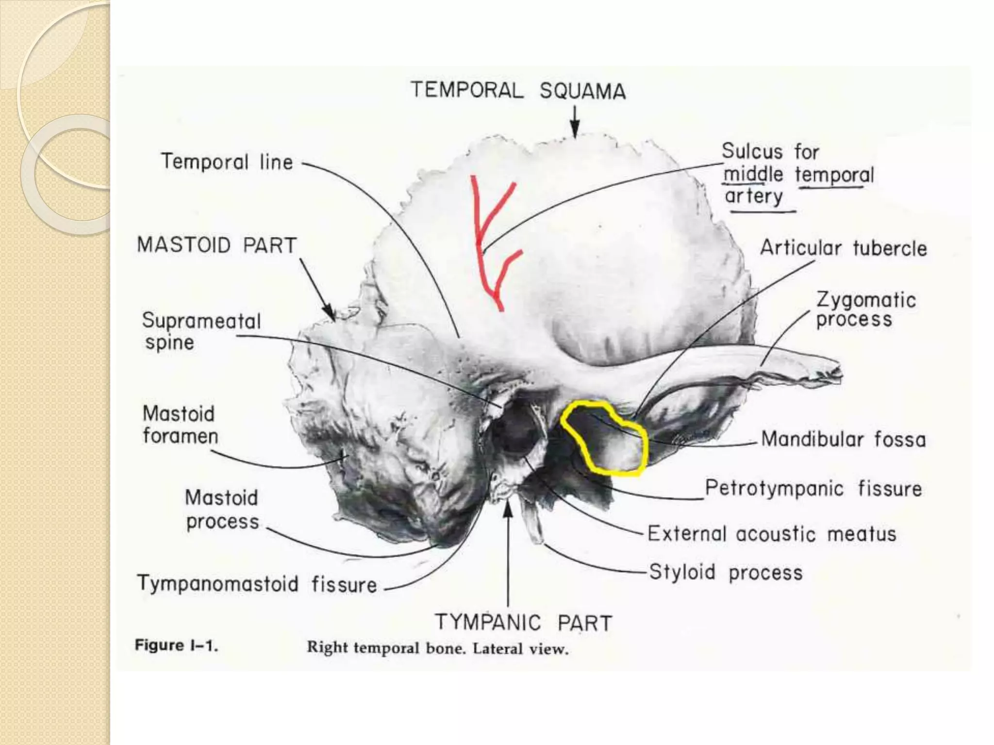 Anatomy of temporal bone By Dr.Vijay kumar , AMU | PPTX