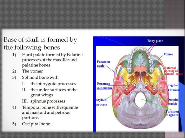 Anatomy of temporal bone and skull base | PPTX
