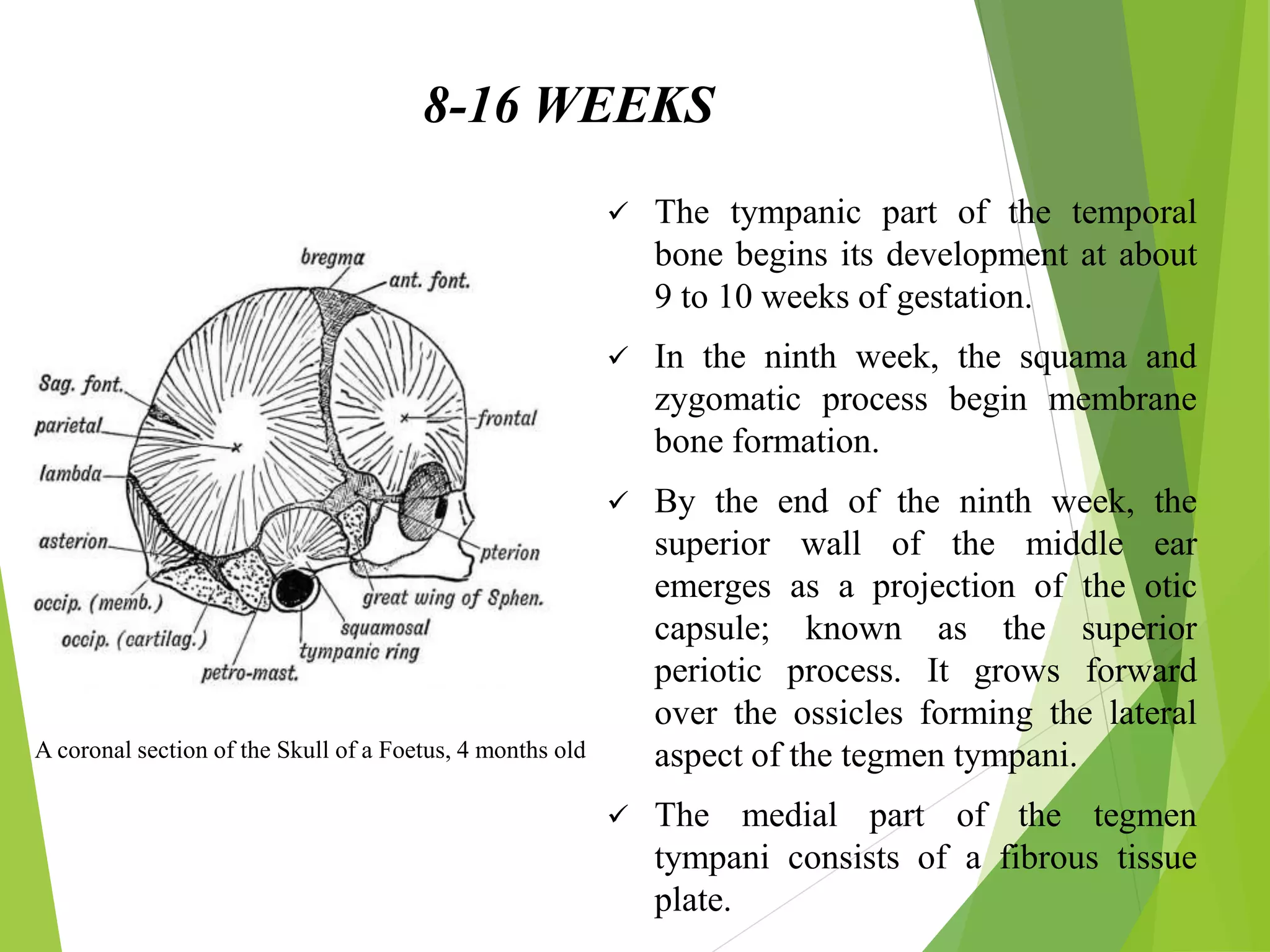 Anatomy of temporal bone and it’s surgical importance | PPTX