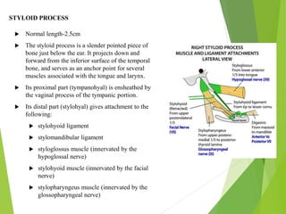 Anatomy of temporal bone and it’s surgical importance | PPTX