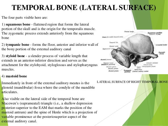 👍 Temporal bone function. Mastoid Process : Definition, Location ...