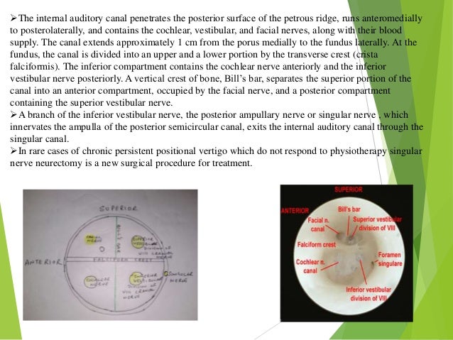 Surgical Anatomy Of Temporal Bone