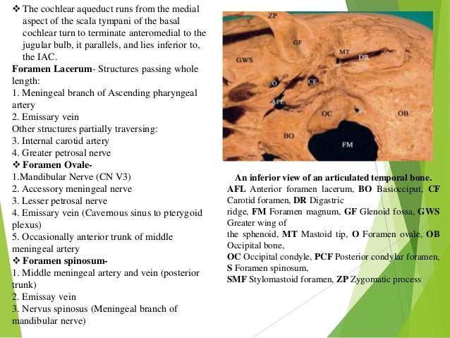 Surgical Anatomy Of Temporal Bone