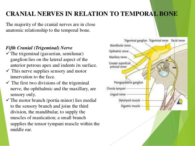 Surgical Anatomy Of Temporal Bone