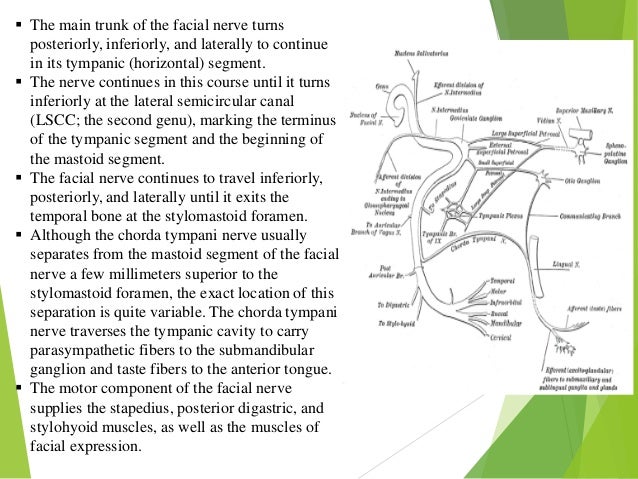 Surgical Anatomy Of Temporal Bone