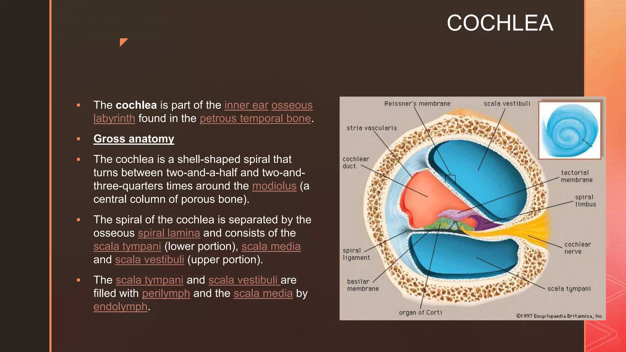 Anatomy of temporal bone final | PPTX