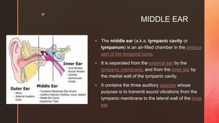 Anatomy of temporal bone final | PPTX