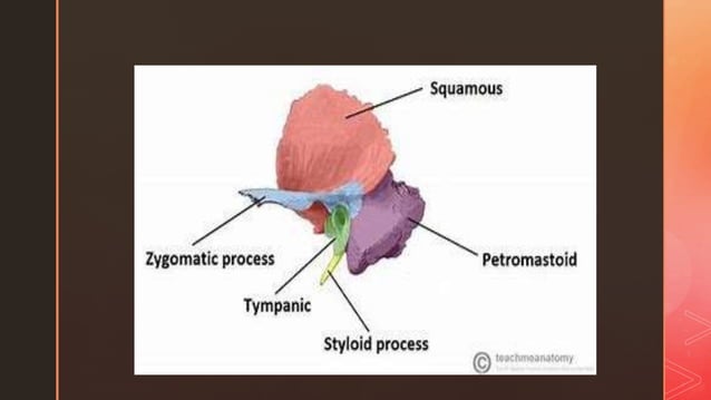 Anatomy of temporal bone final | PPTX