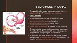 Anatomy of temporal bone final | PPTX