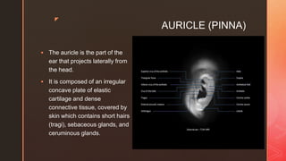 Anatomy of temporal bone final | PPTX