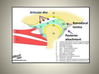 anatomyoftemporomandibularjoint-210112114624.pdf