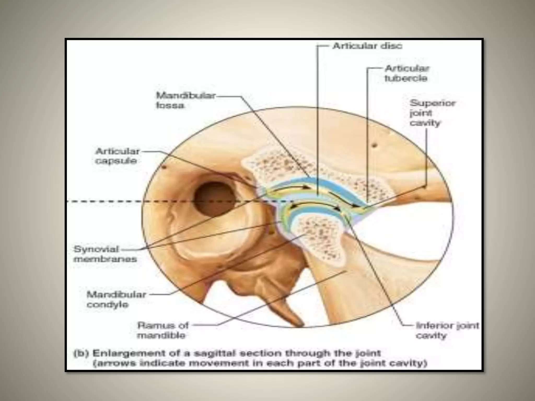 Anatomy of temporomandibular joint | PPTX