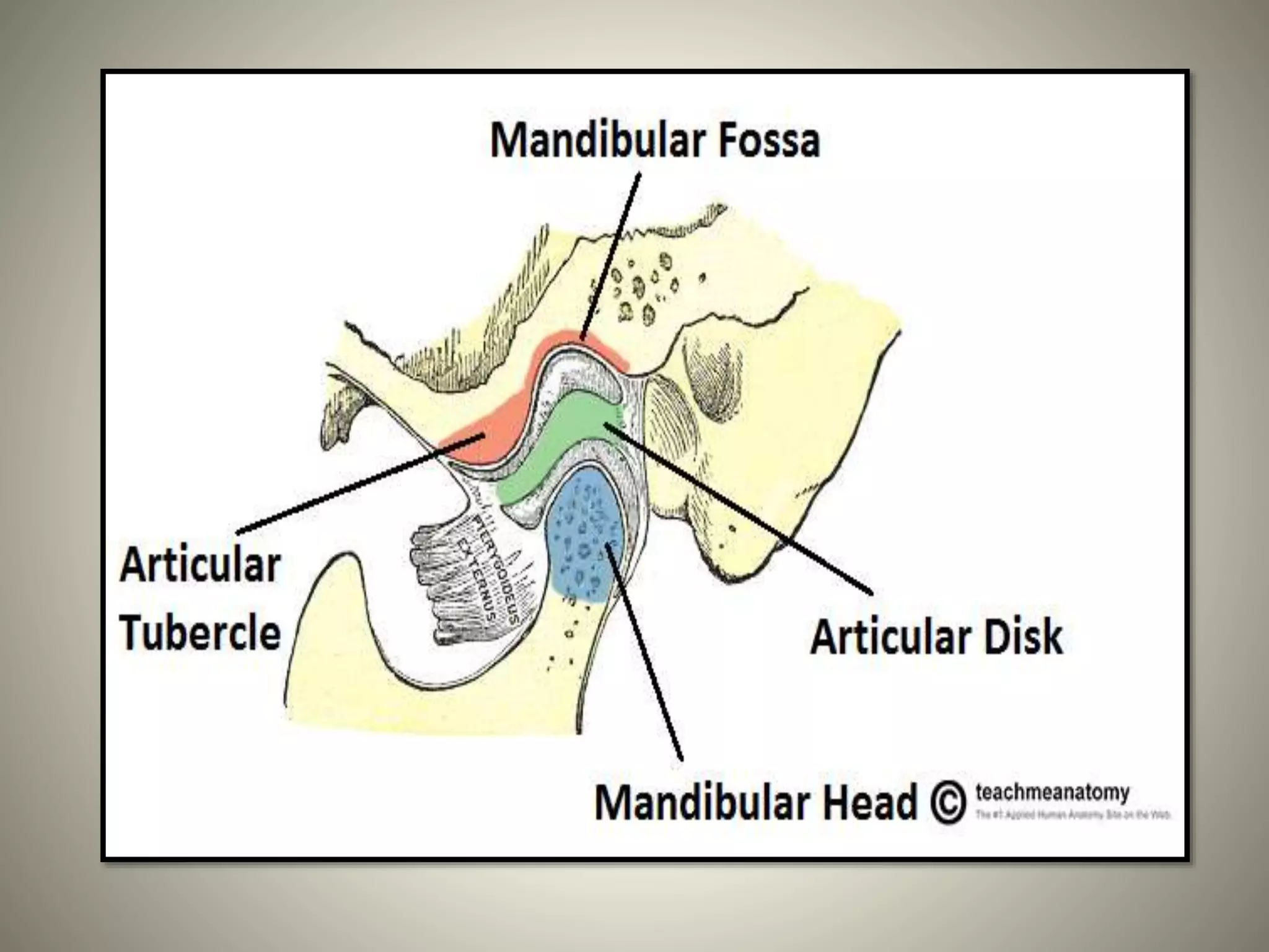 Anatomy of temporomandibular joint | PPTX