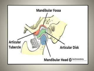 Anatomy of temporomandibular joint | PPTX