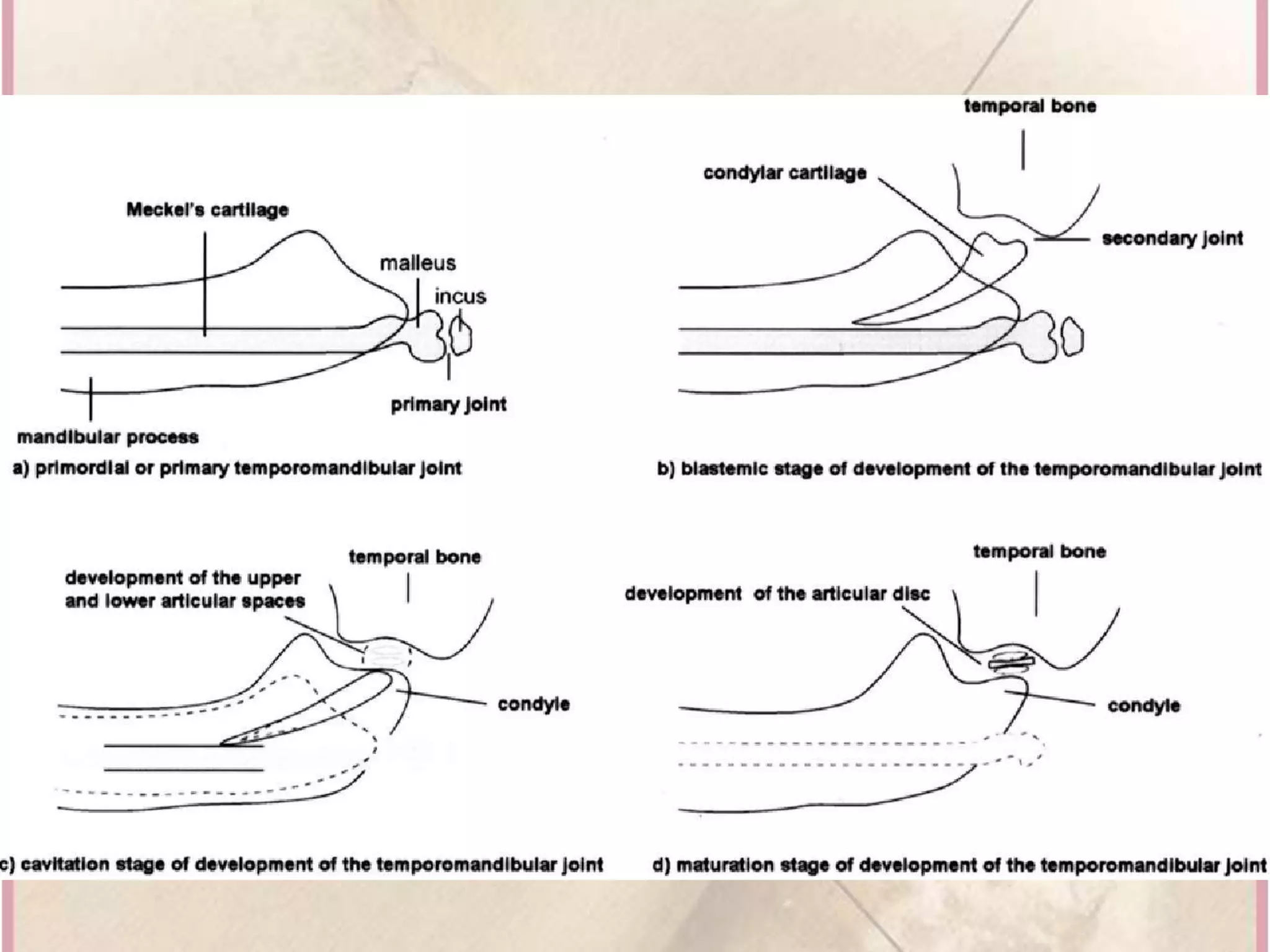 Anatomy of temporomandibular joint(tmj) | PPTX