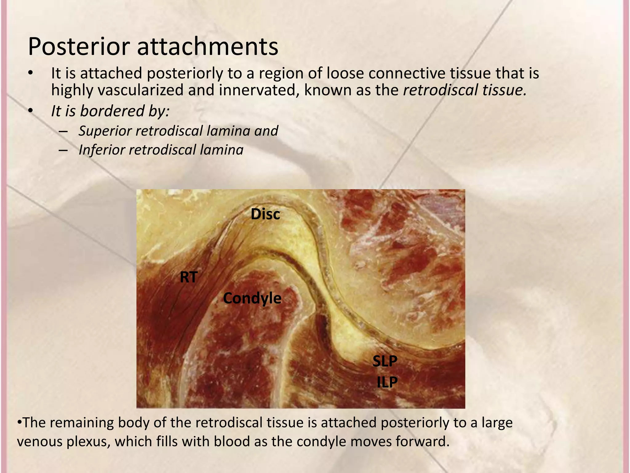Anatomy of temporomandibular joint(tmj) | PPTX