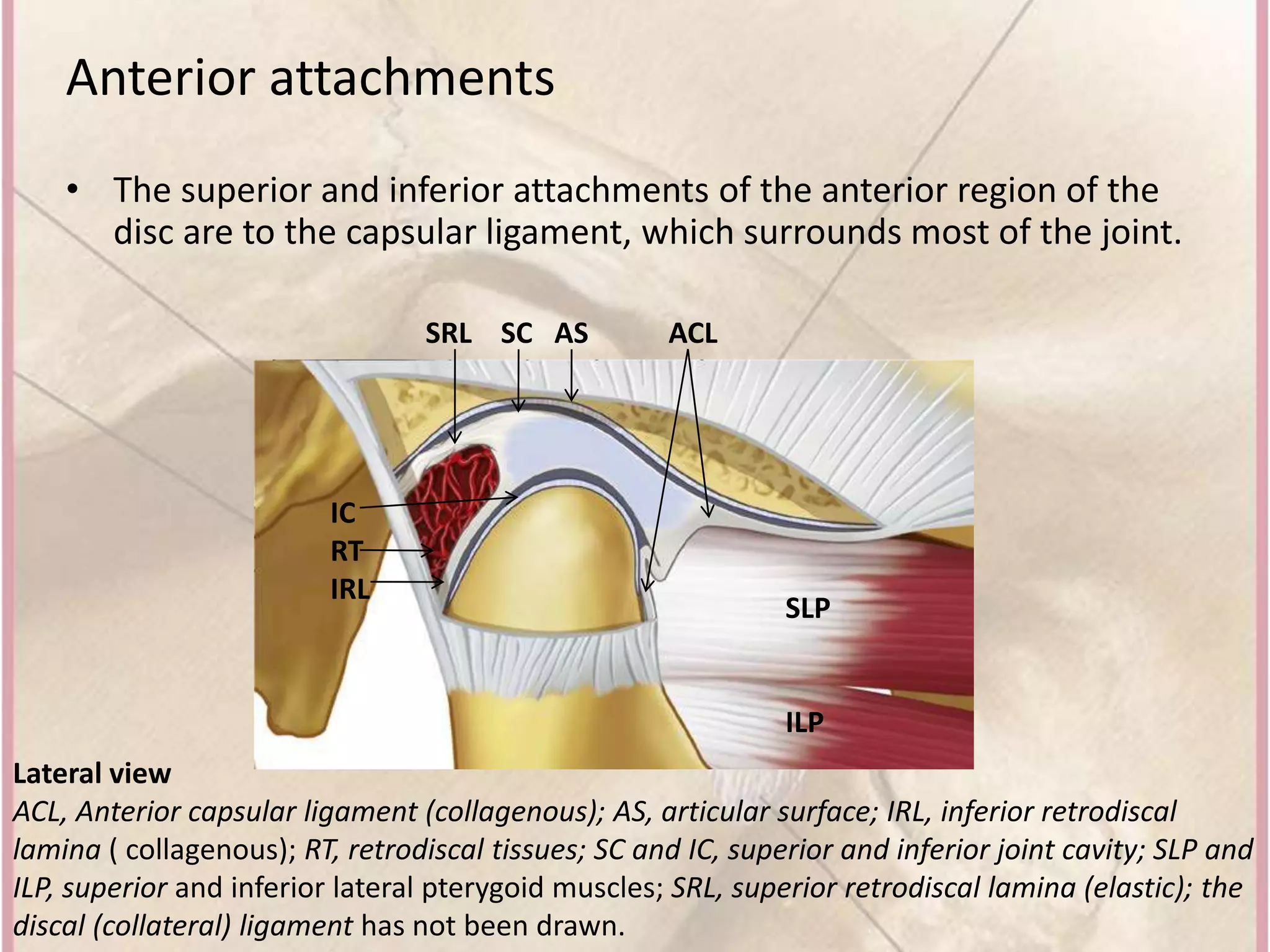 Anatomy of temporomandibular joint(tmj) | PPTX