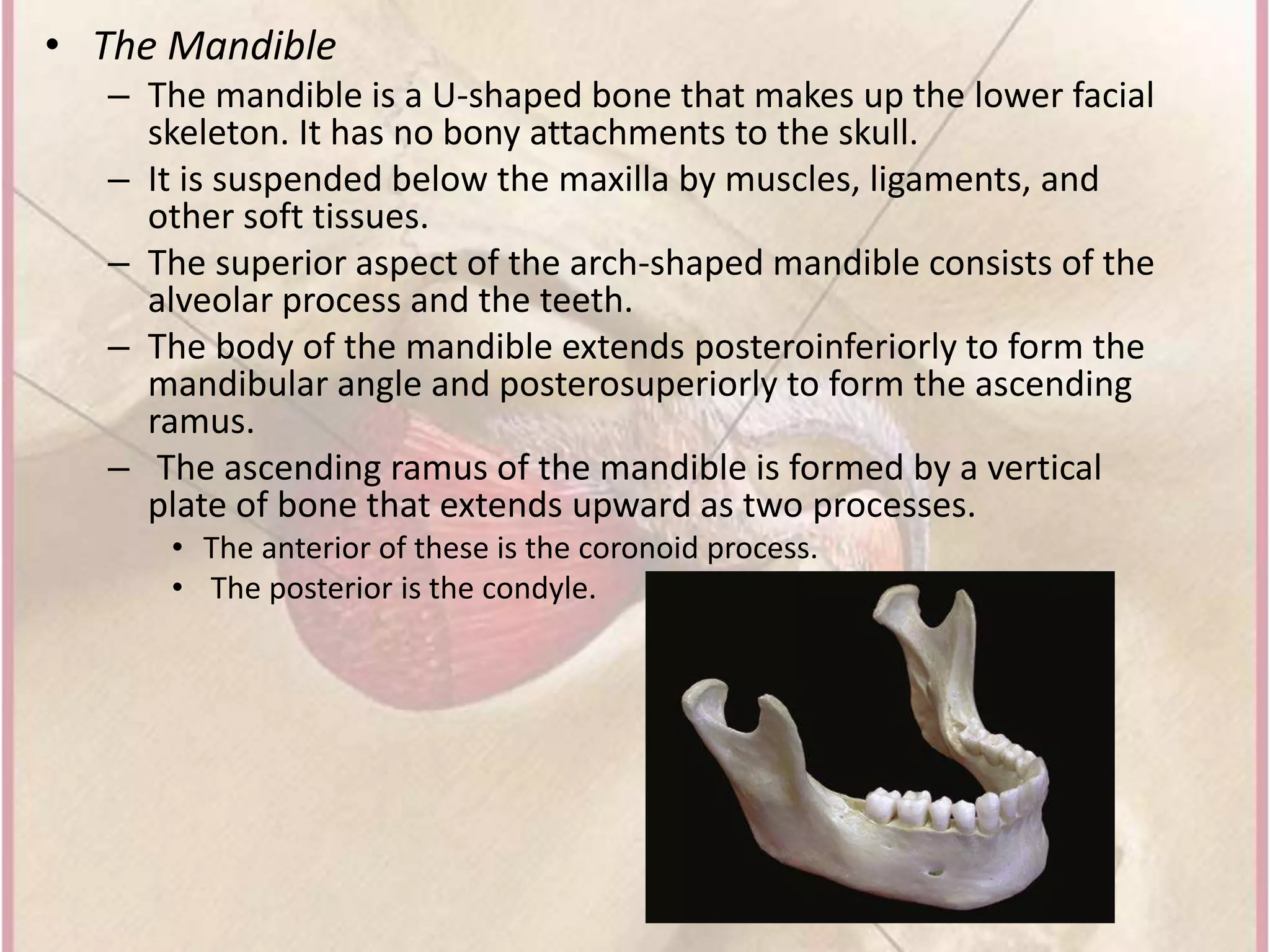 Anatomy of temporomandibular joint(tmj) | PPTX