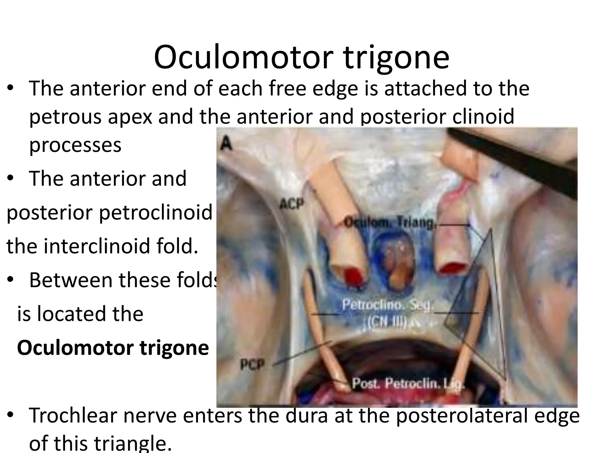 ANATOMY OF TENTORIUM INCISURA | PPTX