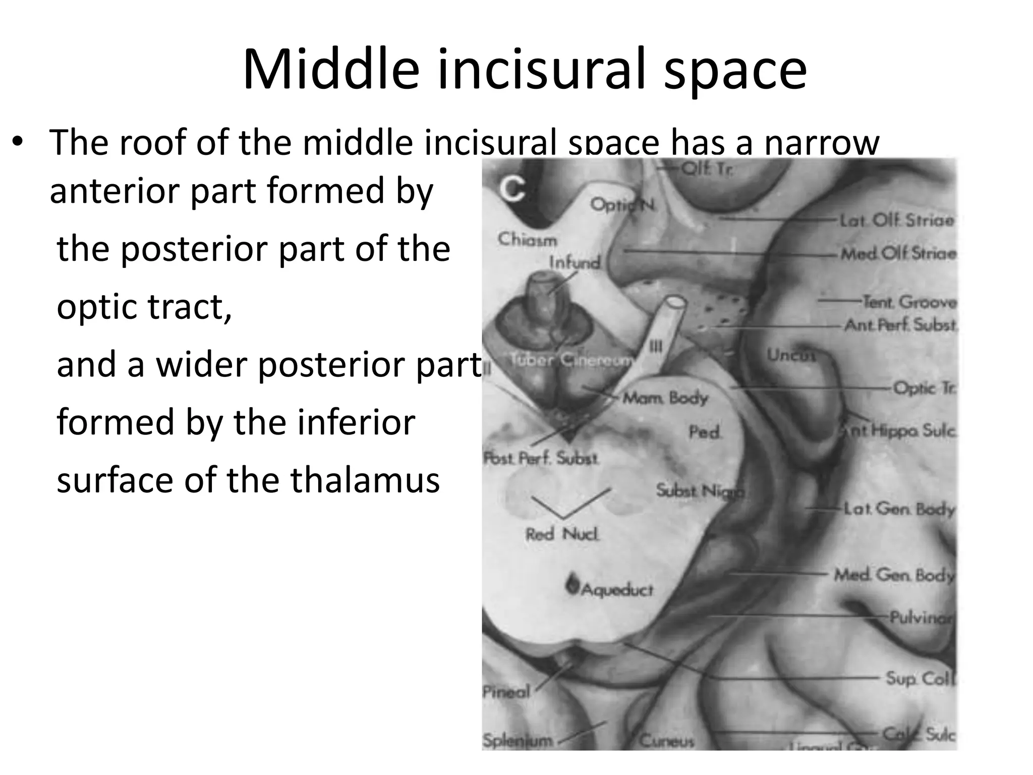 ANATOMY OF TENTORIUM INCISURA | PPTX