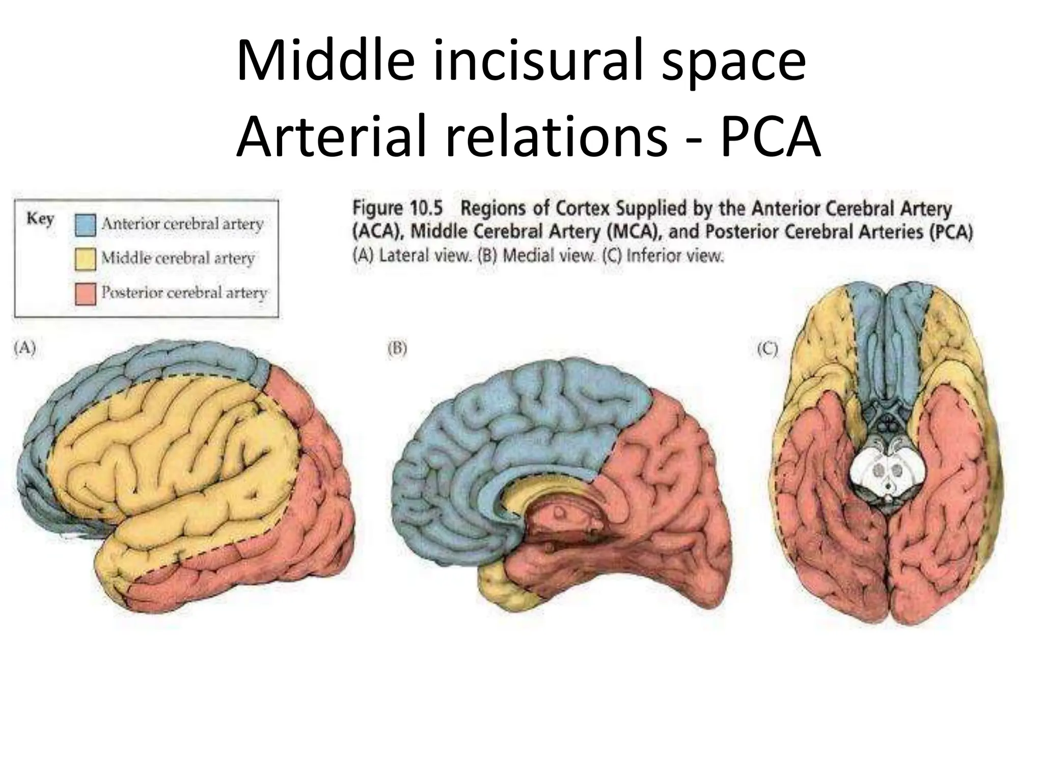 ANATOMY OF TENTORIUM INCISURA | PPTX