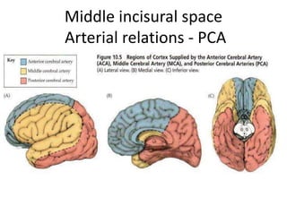 ANATOMY OF TENTORIUM INCISURA | PPTX