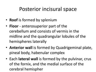 ANATOMY OF TENTORIUM INCISURA | PPTX