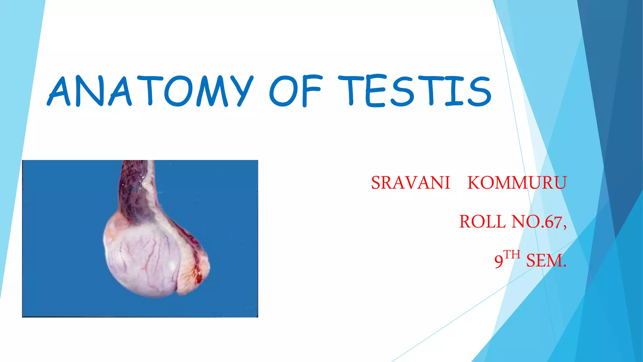 Anatomy of testis | PPTX