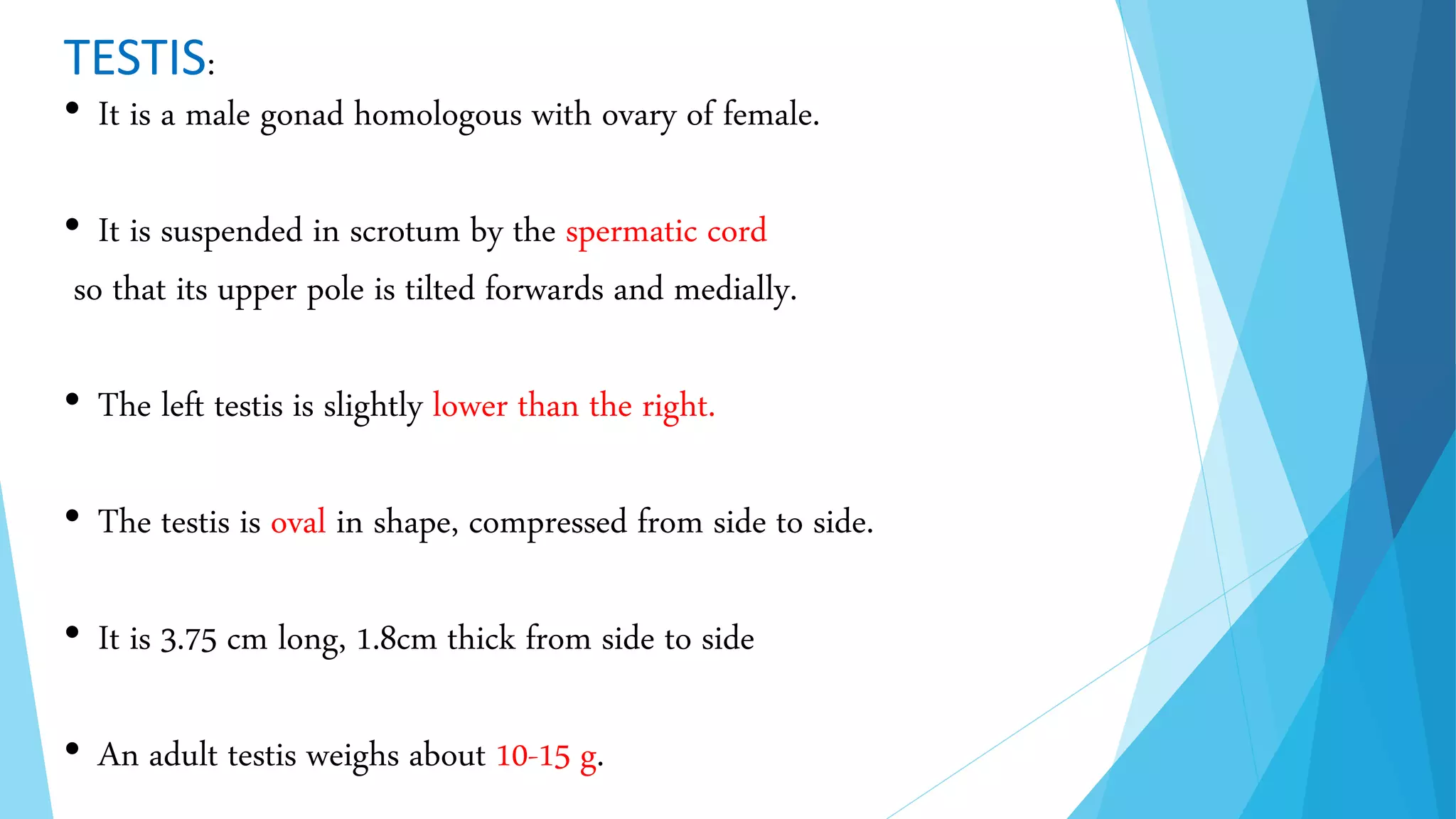Anatomy of testis | PPTX