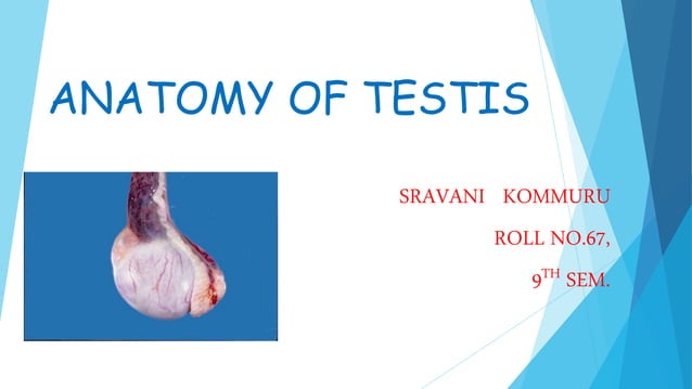 Anatomy of testis | PPTX | Infertility | Reproductive Health