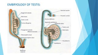 Anatomy of testis | PPTX