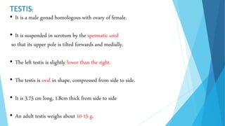 Anatomy of testis | PPTX