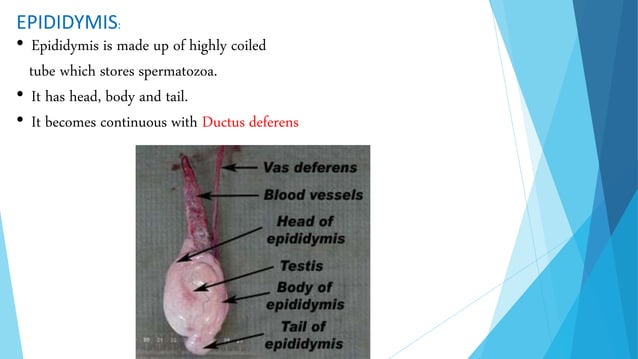 Anatomy of testis | PPTX | Infertility | Reproductive Health