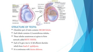 Anatomy of testis | PPTX