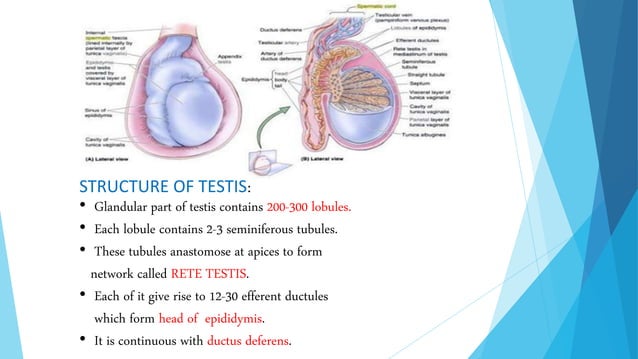 Anatomy of testis | PPTX | Infertility | Reproductive Health