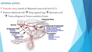Anatomy of testis | PPTX